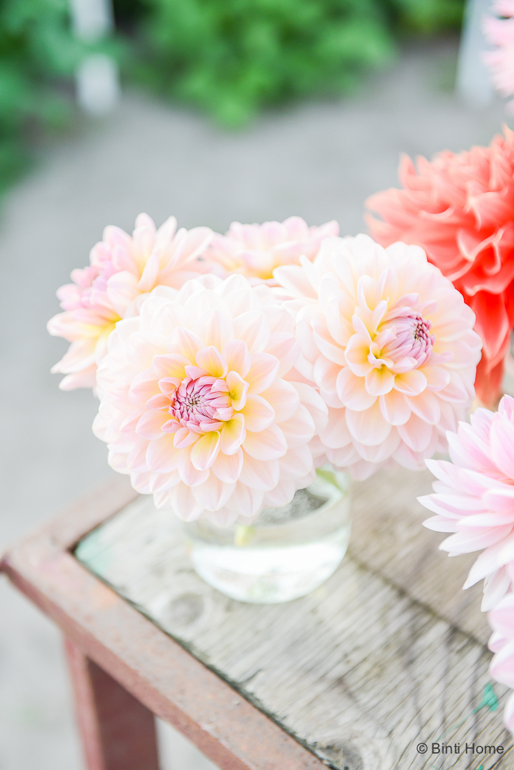 Dahlia’s plukken bij de Hollandse familie kwekerij Fam Flower Farm ...